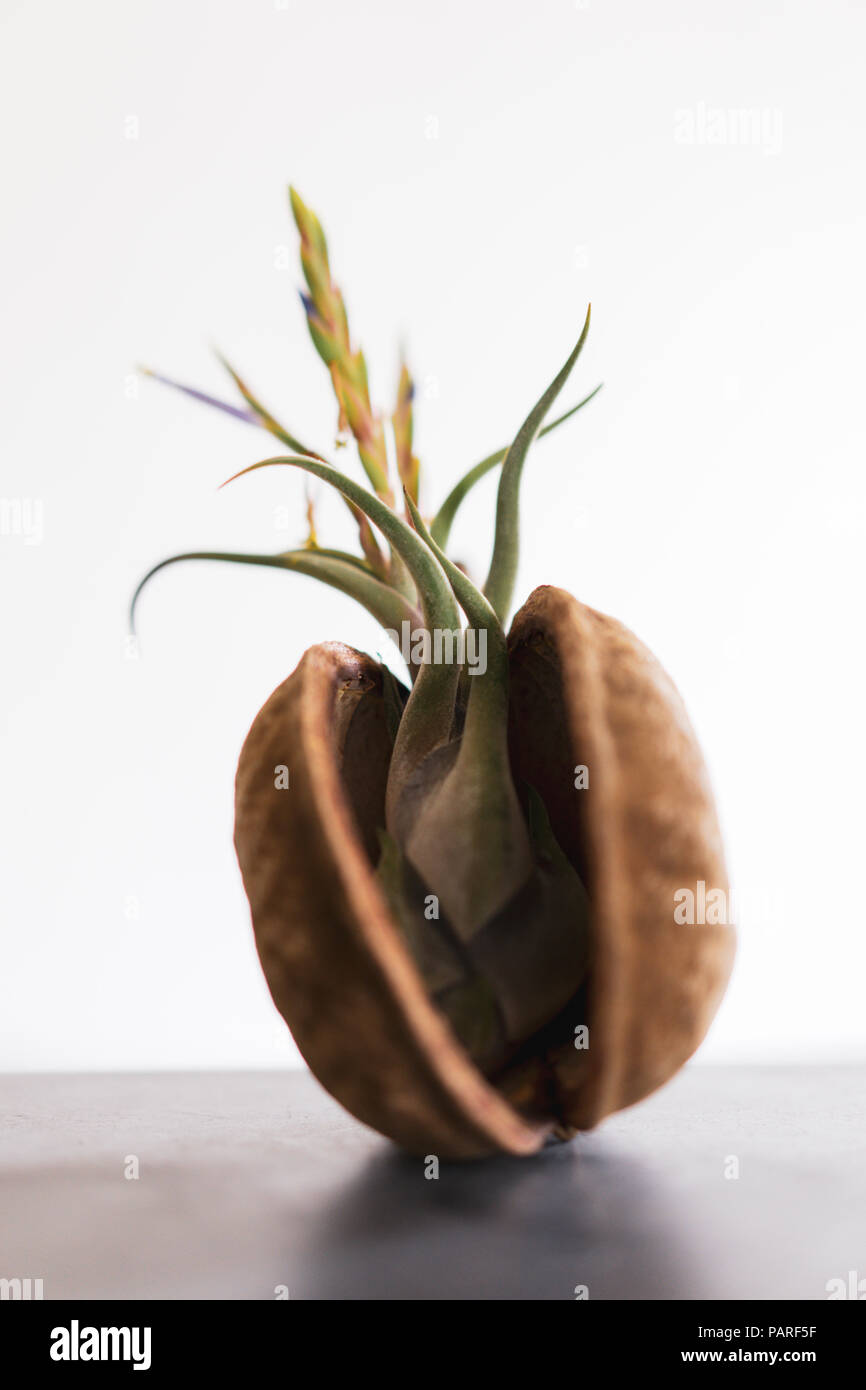 Air plant in nutshell hi-res stock photography and images - Alamy