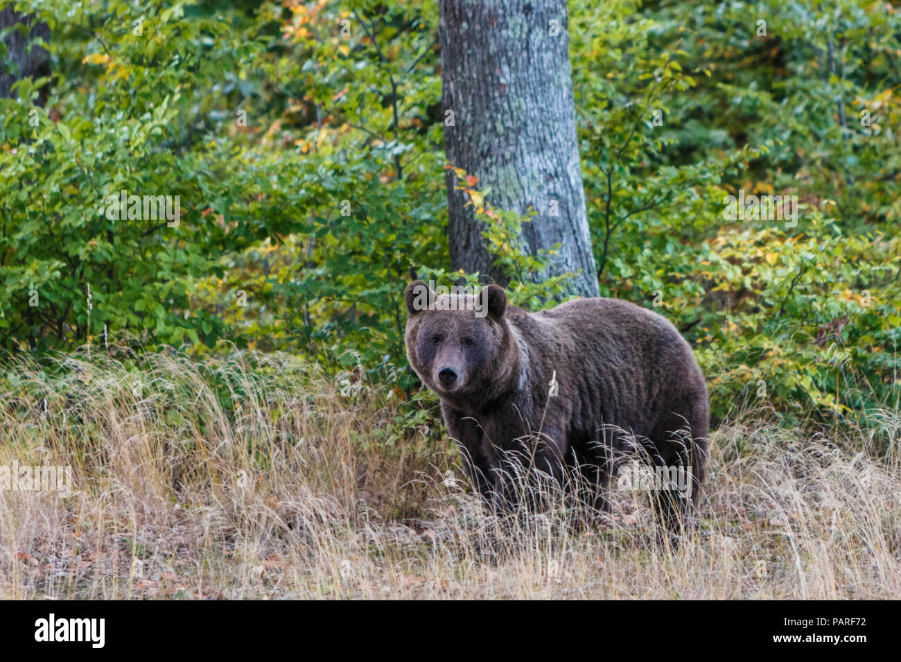 Largebear hi-res stock photography and images - Alamy