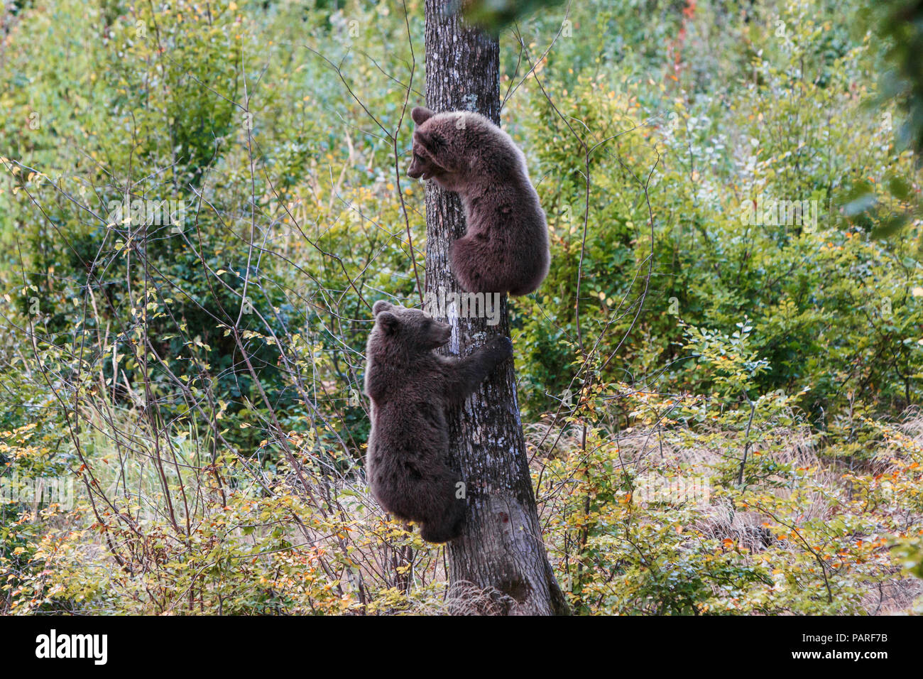 Transylvania bear cubs hi-res stock photography and images - Alamy
