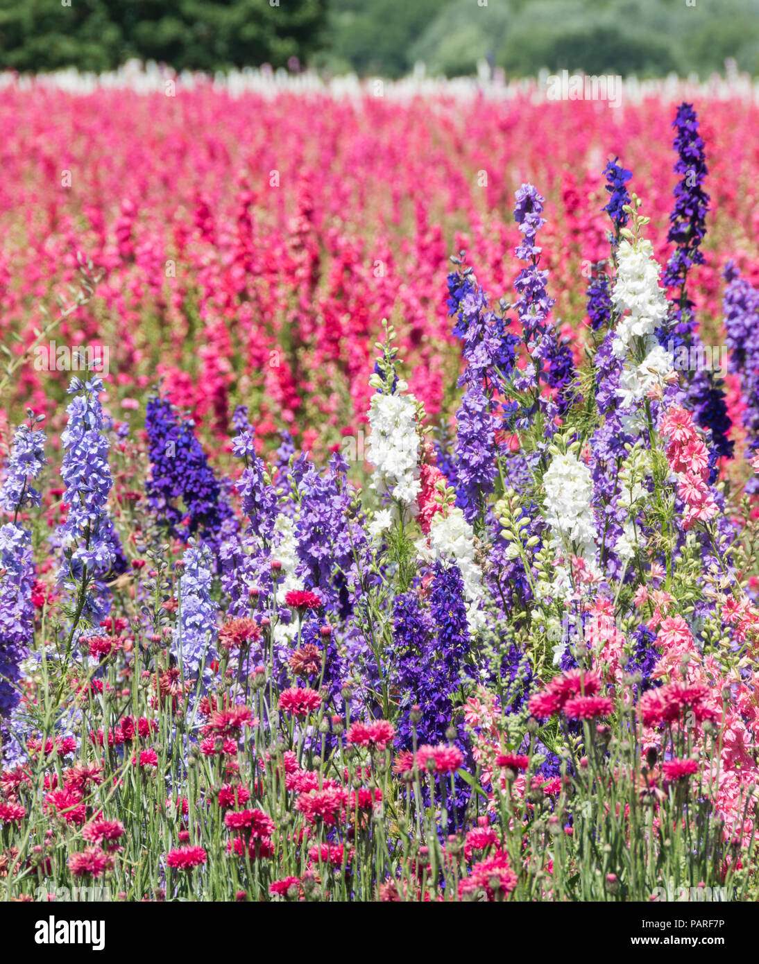 Fields of Flowers grown for Confetti near Pershore in England Stock ...