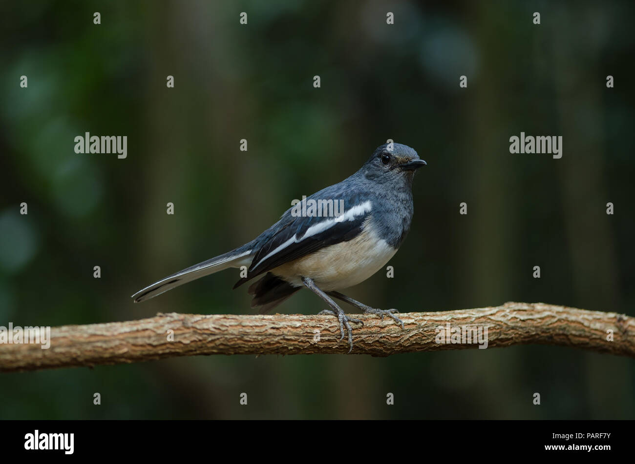 Oriental magpie robin (Copsychus saularis) on branch in nature Stock ...