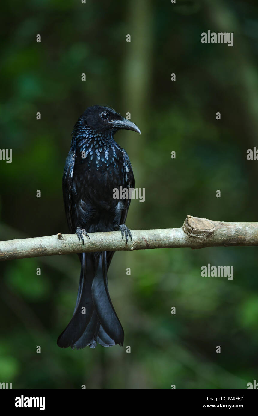 Hair-crested drongo perched on a branch in nature Thailand ( Dicrurus ...