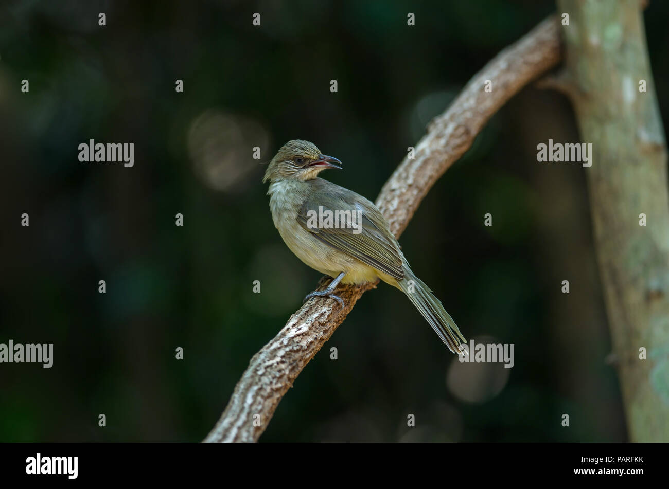 Pycnonotus conradi hi-res stock photography and images - Alamy