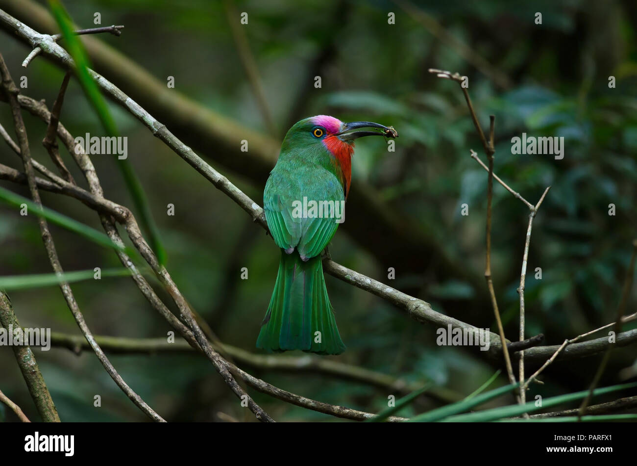 Red bearded bee eater hi-res stock photography and images - Alamy