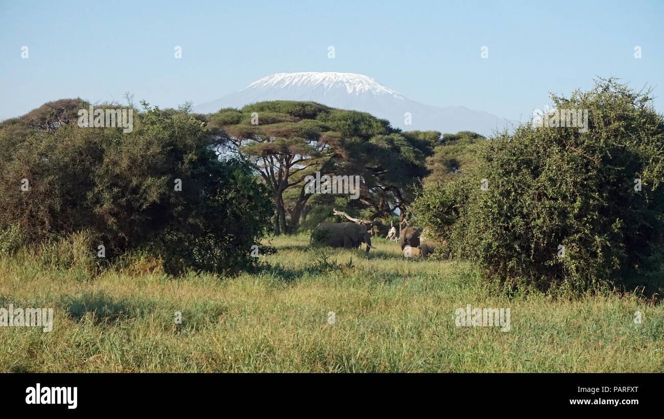 landscape in kenyan national park with mount kilimanjaro Stock Photo ...