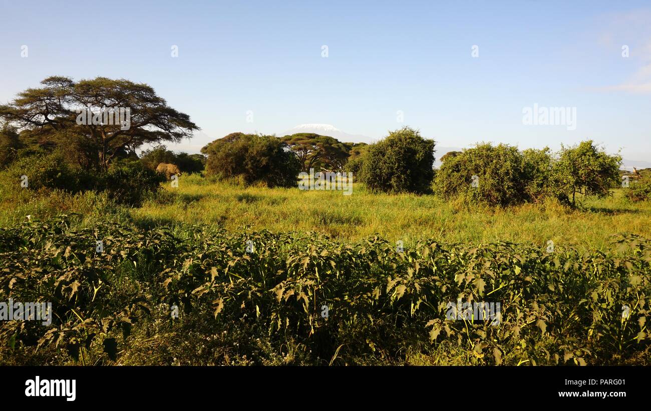 landscape in kenyan national park with mount kilimanjaro Stock Photo ...