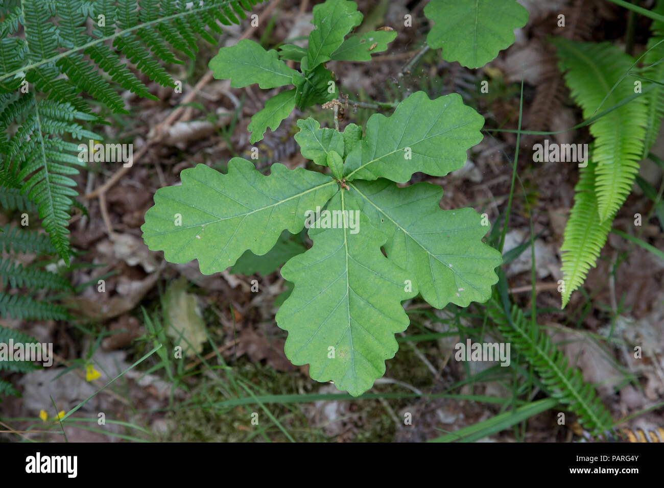 Small self-seeded oak Leaves of small self-seeded oak Wood of Cree ...