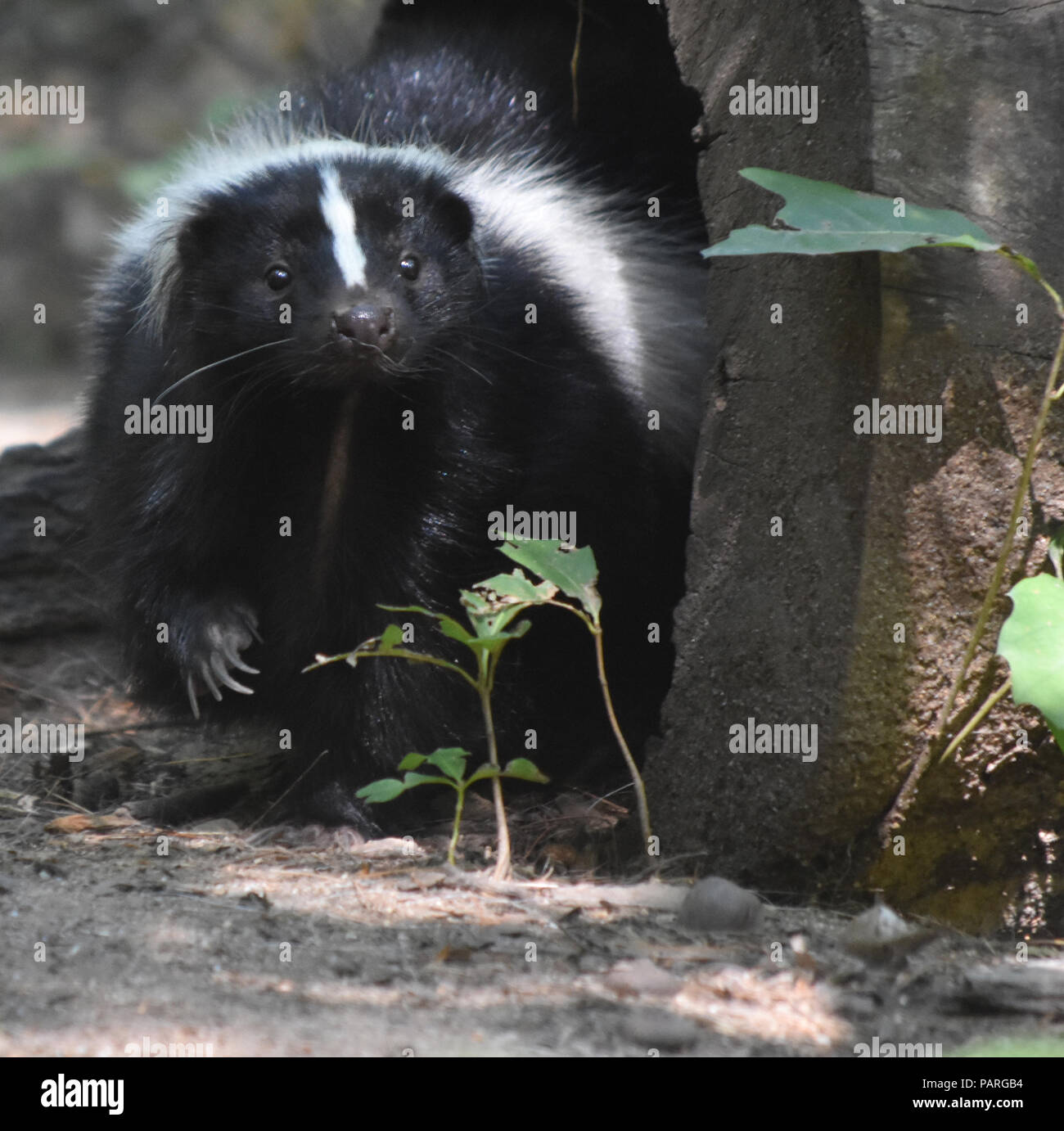 Close up look at the face of a skunk Stock Photo - Alamy