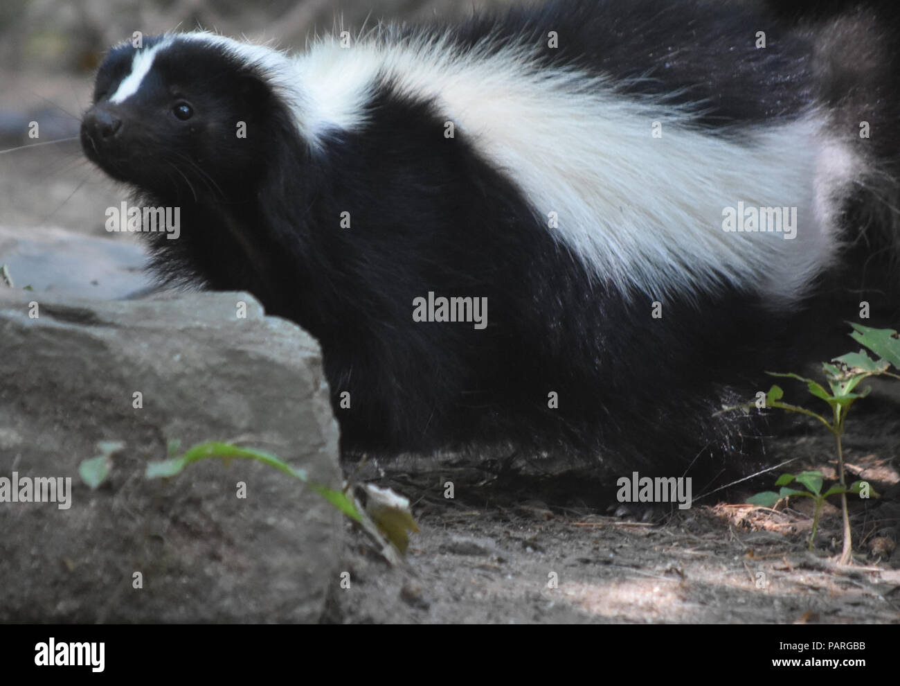 Cute Skunks