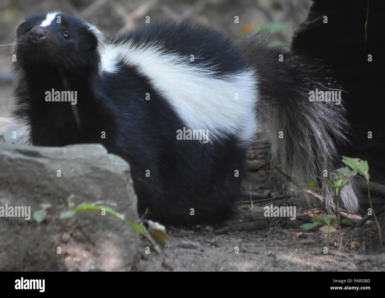 Adorable wild skunk with his head raised Stock Photo - Alamy