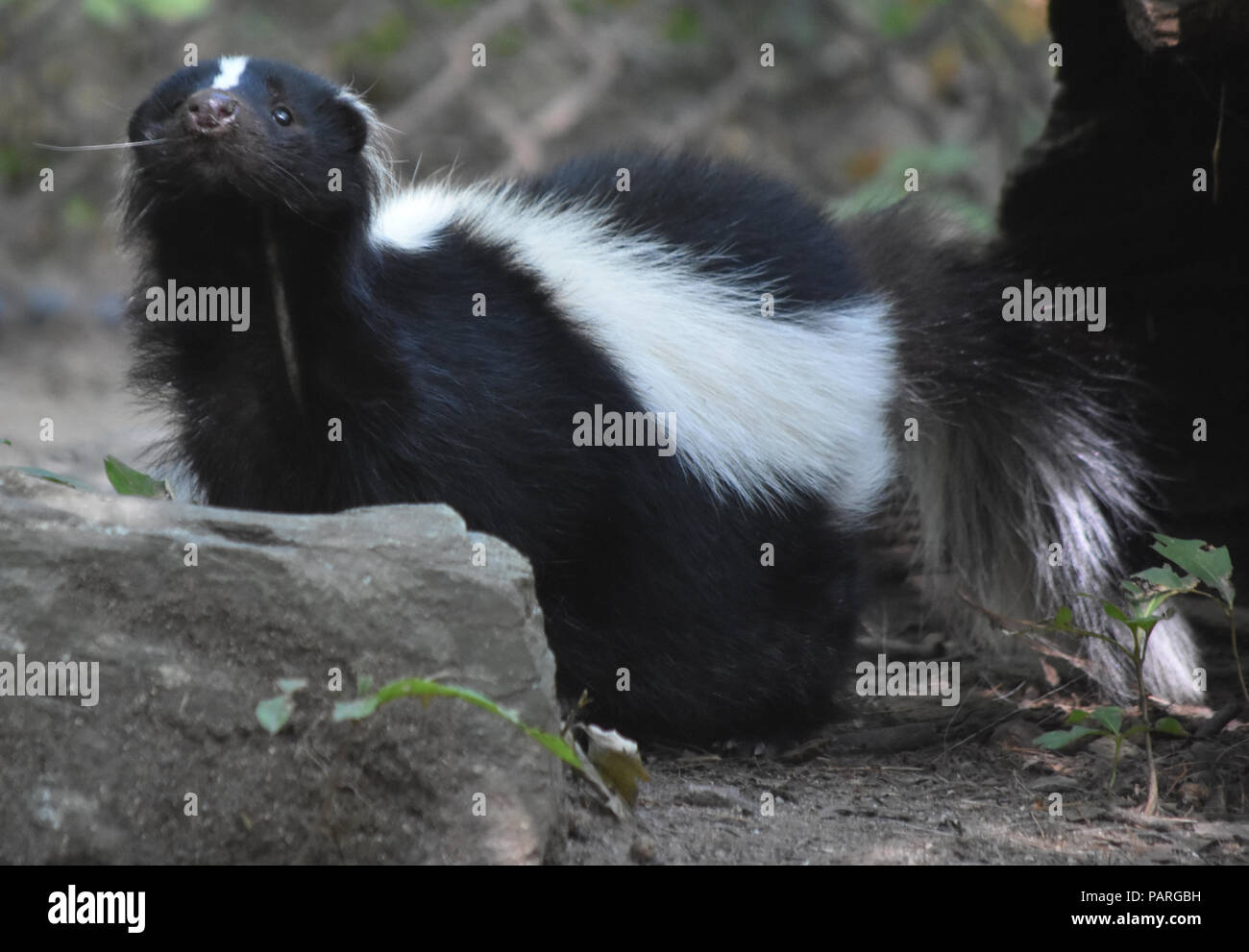 Skunk wiggling his wet little black nose Stock Photo - Alamy