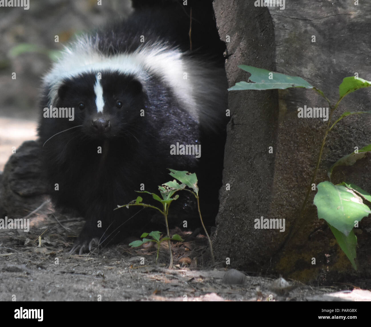 Wild curious face of a black and white skunk Stock Photo - Alamy