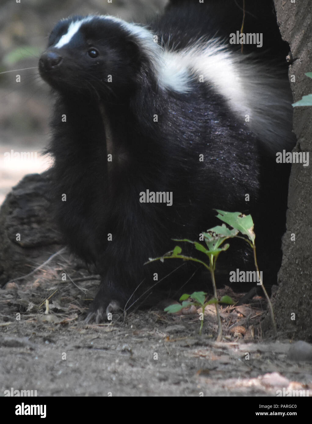 Black and white skunk with his head in the air Stock Photo - Alamy
