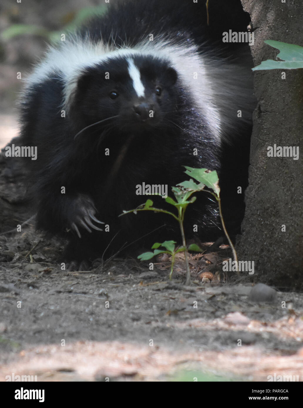 Black and white skunk raising his paw as he walks Stock Photo - Alamy