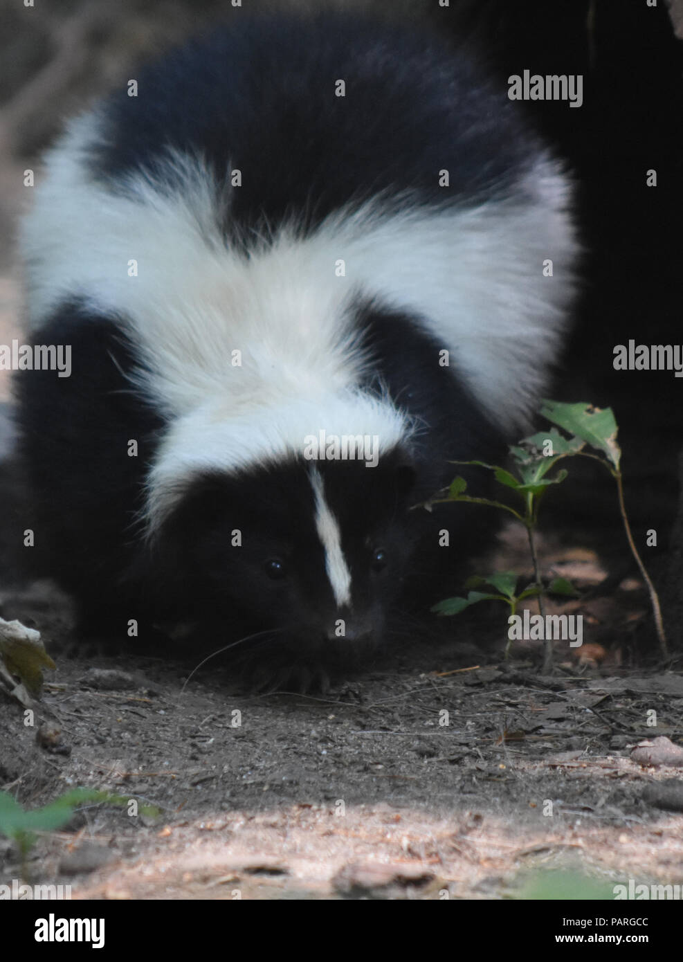 Wild waddling skunk in the wilderness Stock Photo - Alamy
