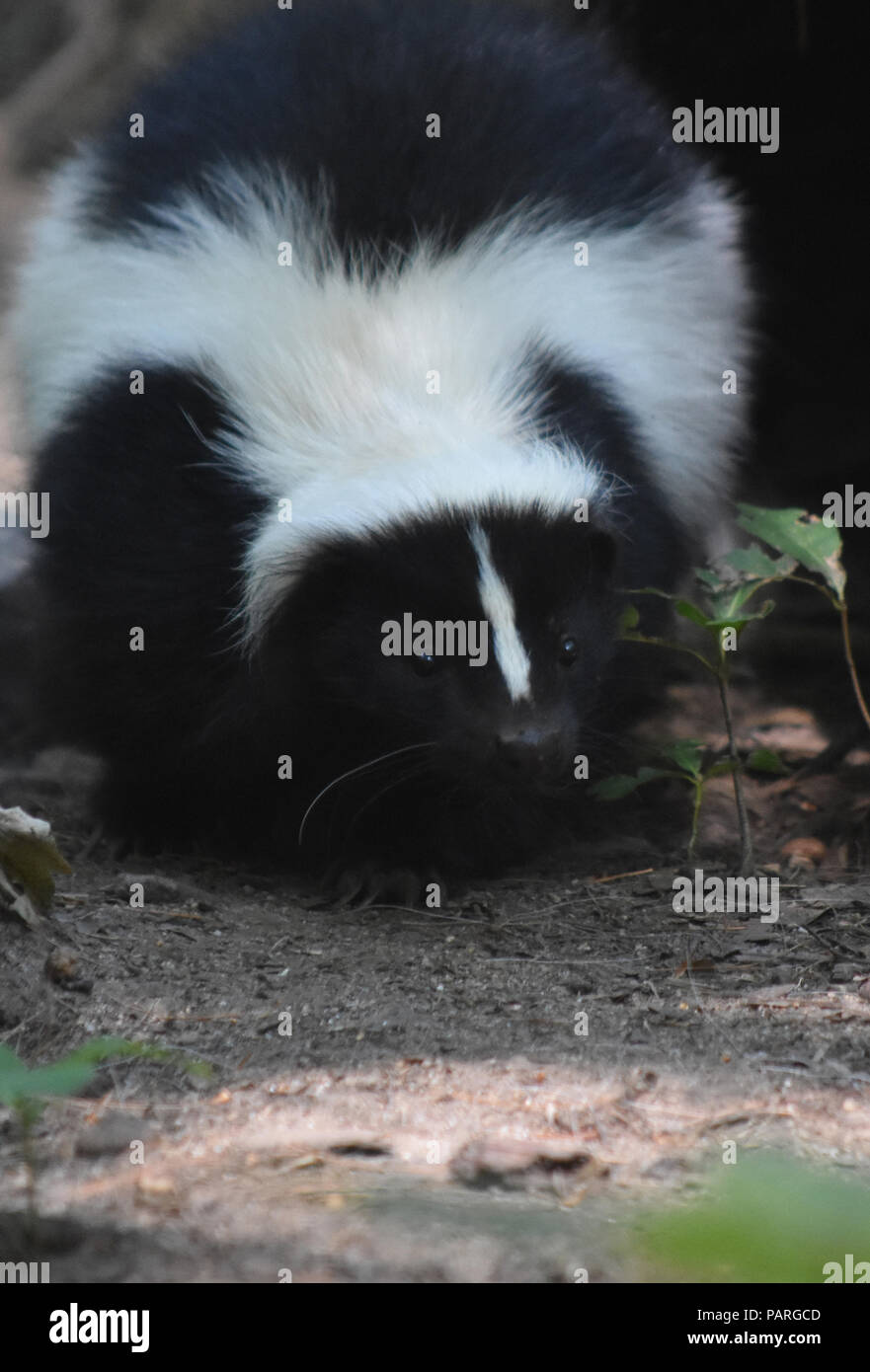 Cute face of a black and white skunk in nature Stock Photo - Alamy