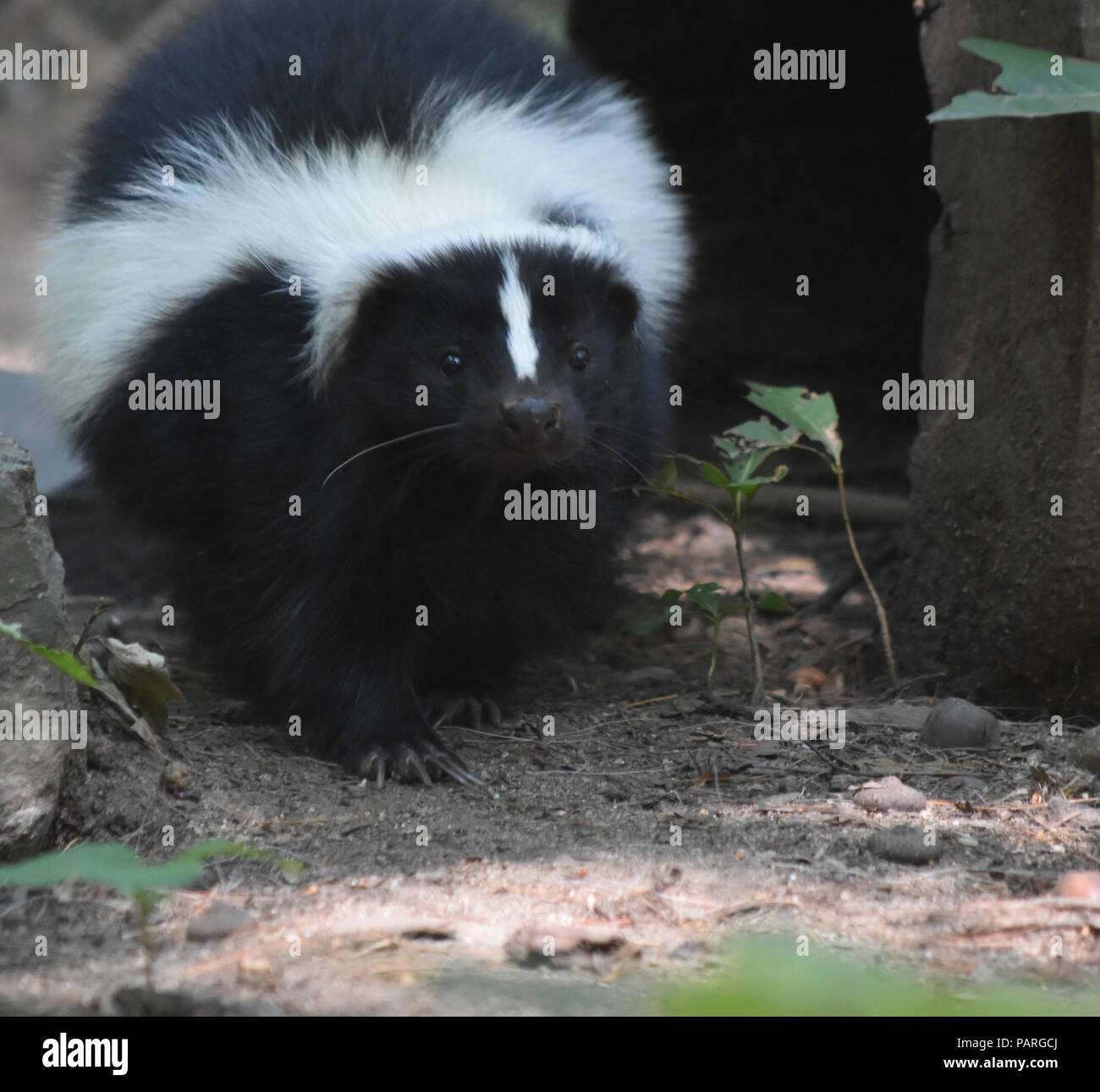 Vintage Lil Stinker Skunk