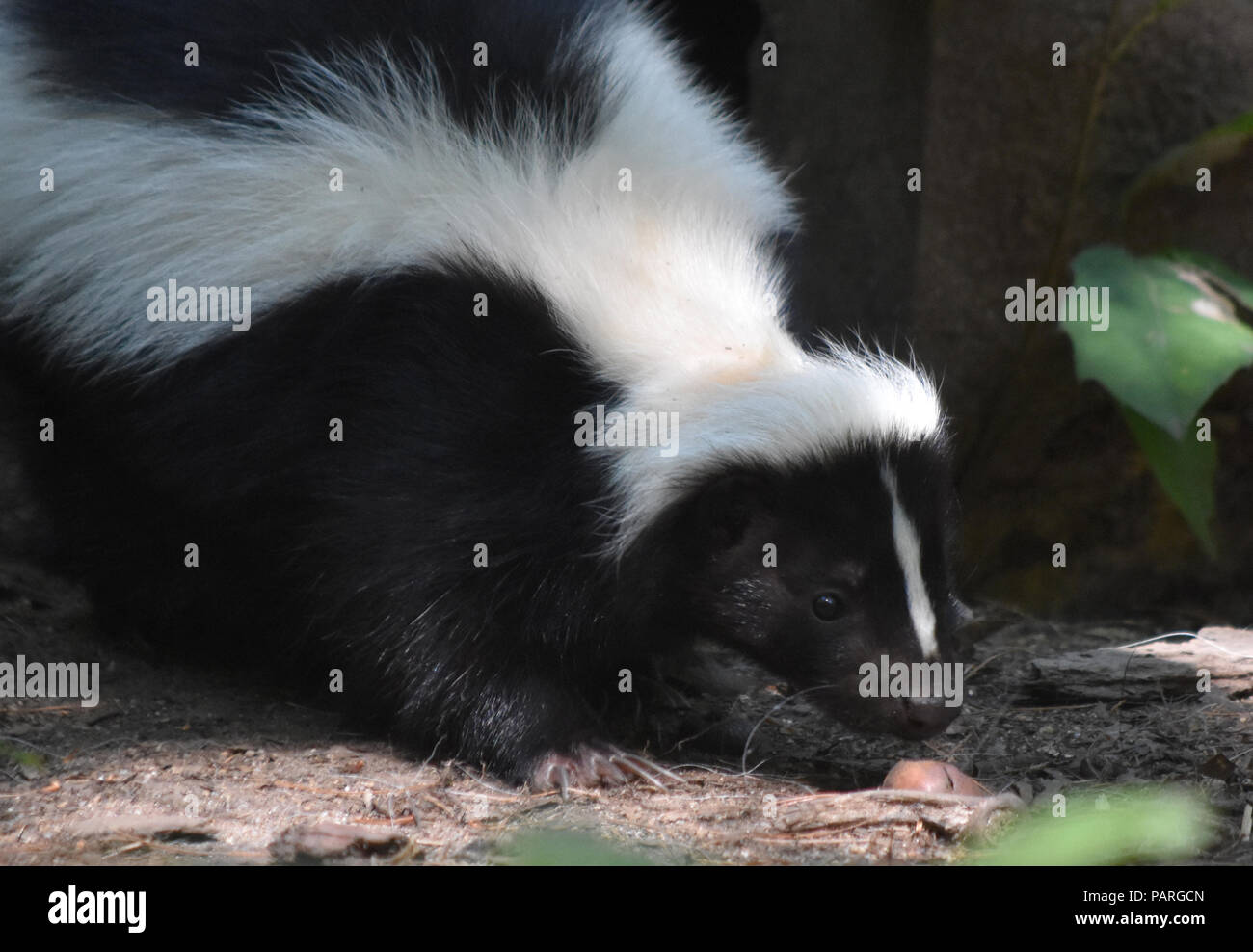 A skunk discovering something on the ground Stock Photo - Alamy