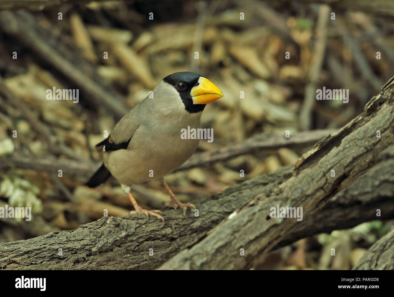 Asian flyway hi-res stock photography and images - Alamy