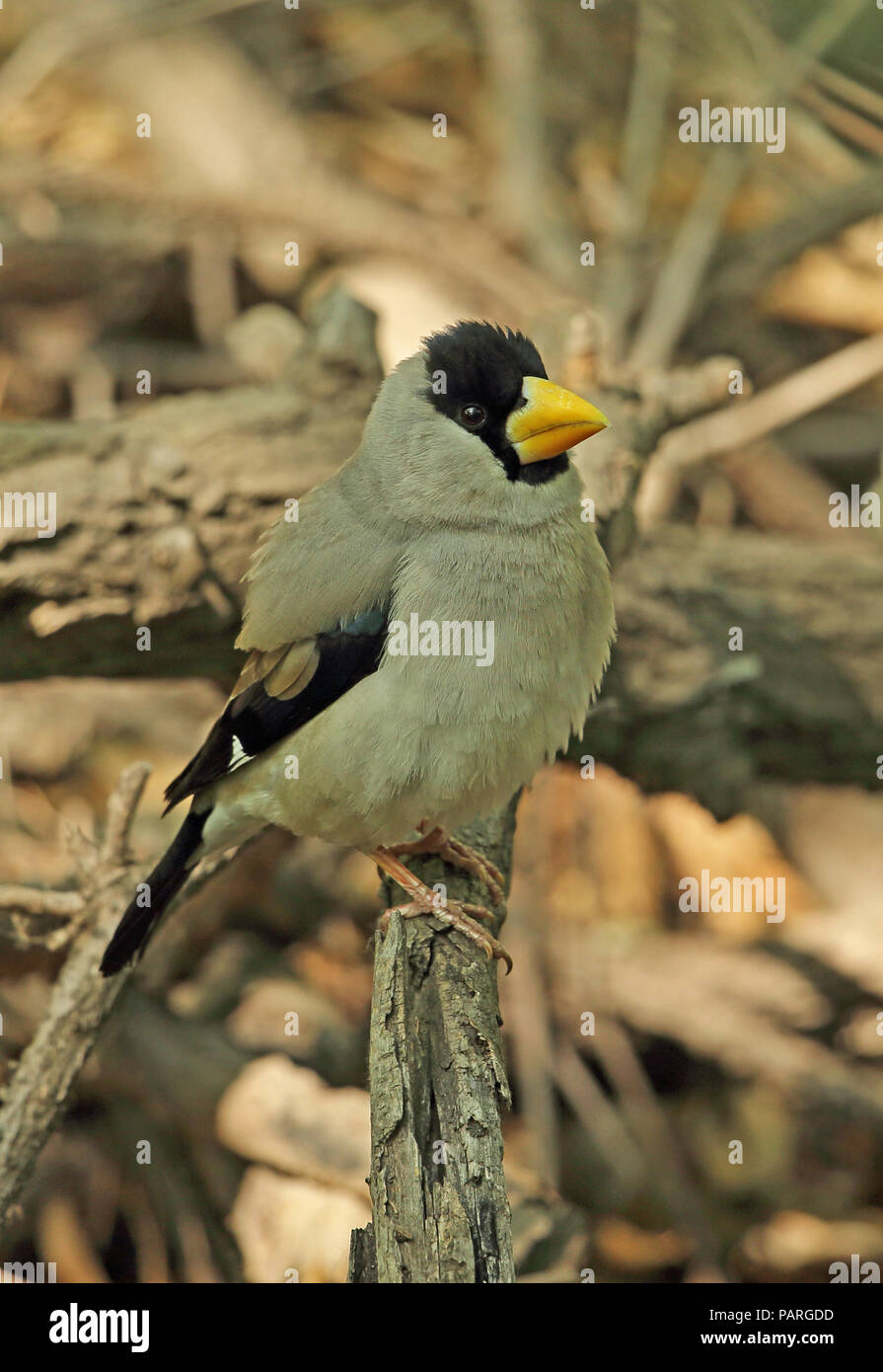 Asian flyway hi-res stock photography and images - Alamy