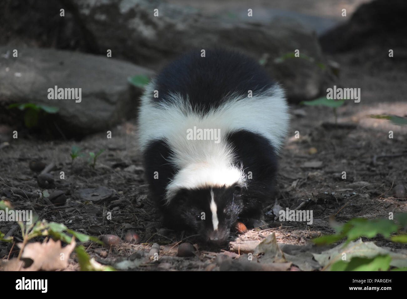 Wild black and white skunk in the woods Stock Photo - Alamy