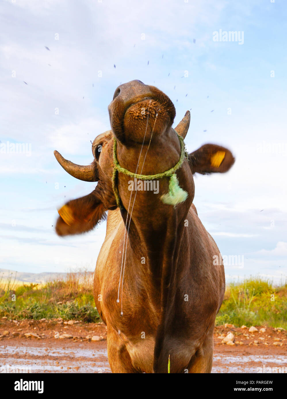 Brown cow is shaking its head to protect itself from the fly, insect ...