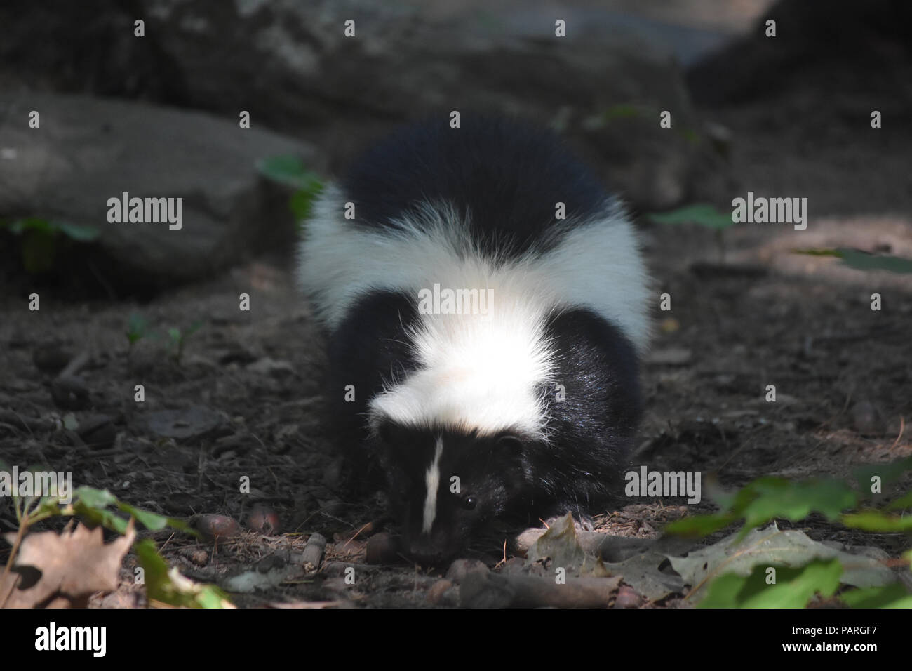 Cute skunk with sun shining on to his back Stock Photo - Alamy