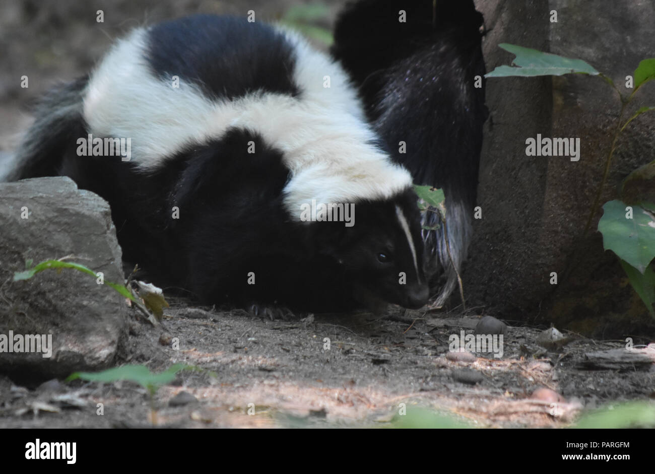 Fluffy white and black striped skunk in the wild Stock Photo - Alamy