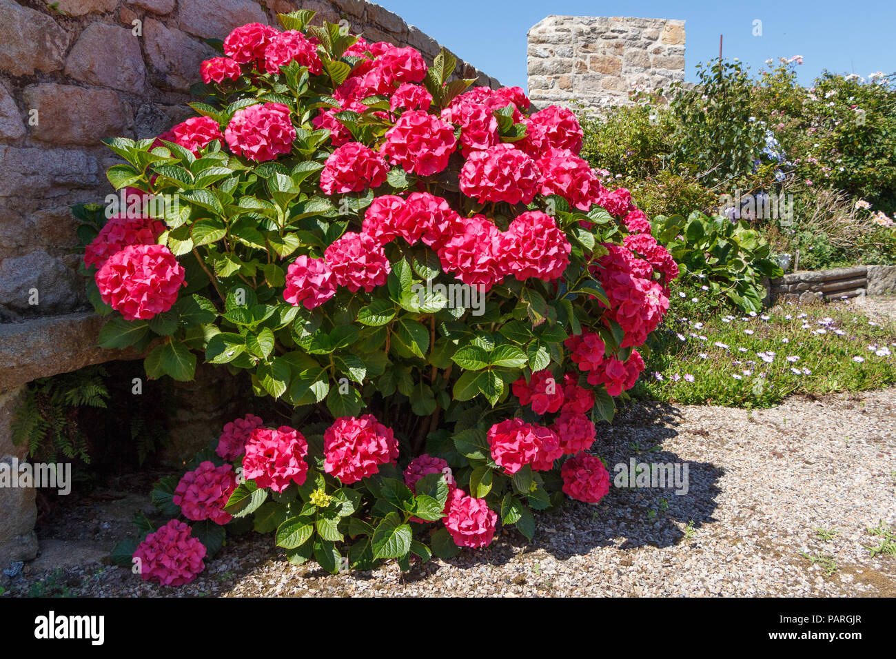 Pink hydrangea flower in a garden during spring Stock Photo - Alamy