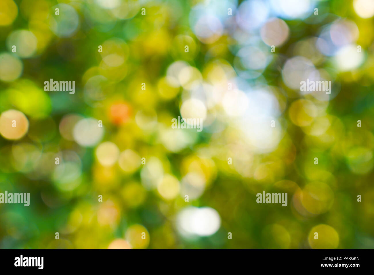 Abstract bokeh tree green hi-res stock photography and images - Alamy