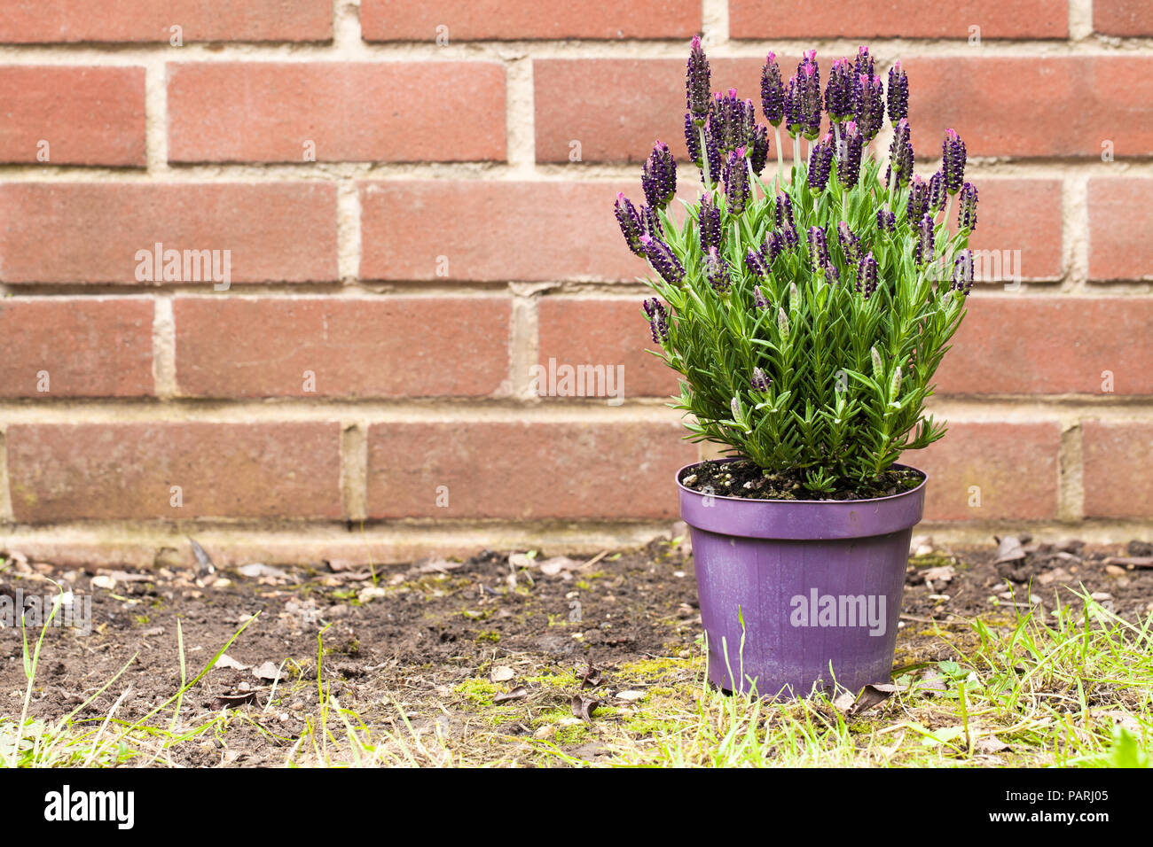 Lavender bush in flower pot Stock Photo - Alamy