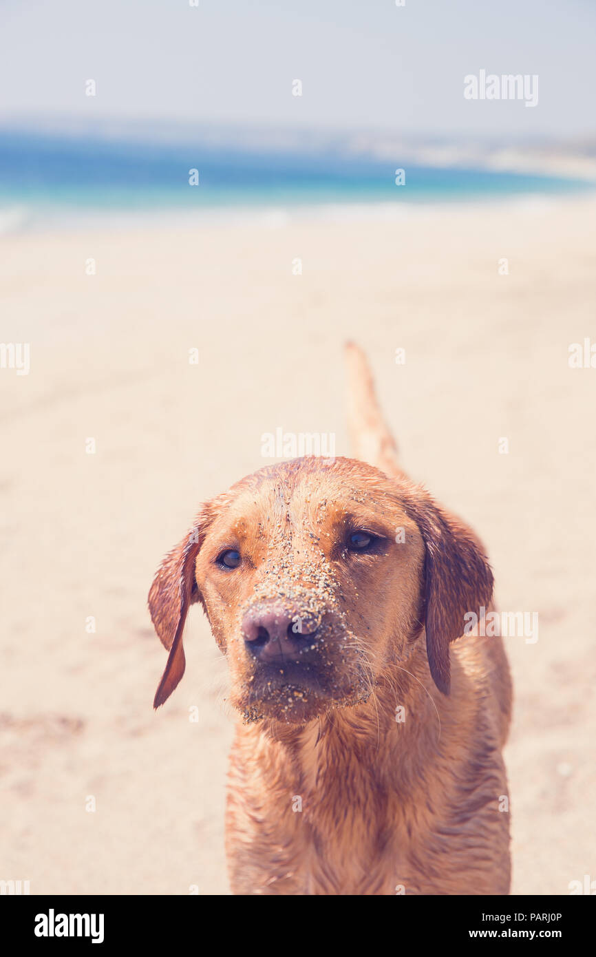 A close up of a yellow Labrador retriever dog standing on a sun kissed ...