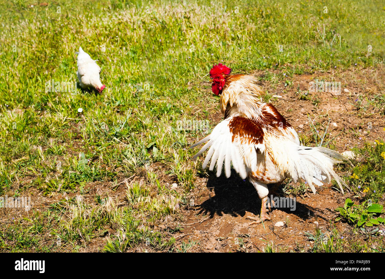 Rooster flapping its wings in green grass and hen eating in background ...