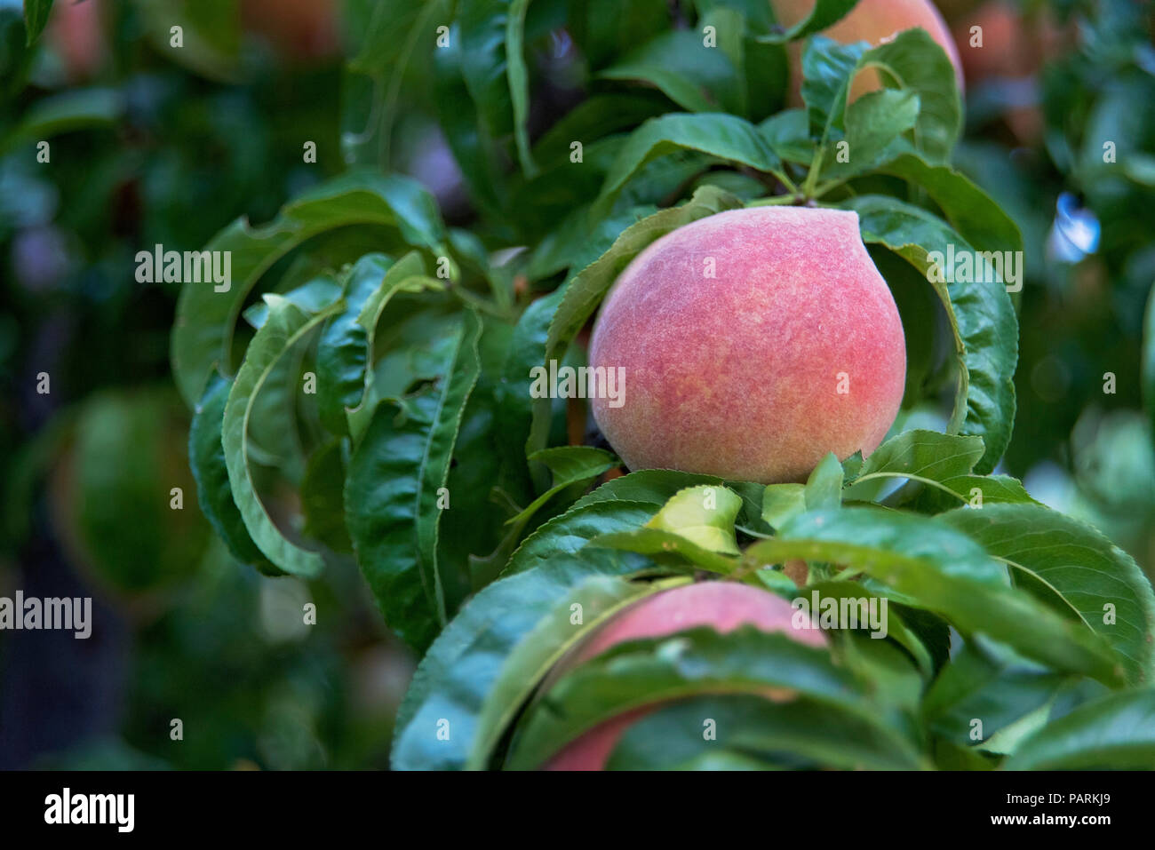 red haven peaches Stock Photo - Alamy