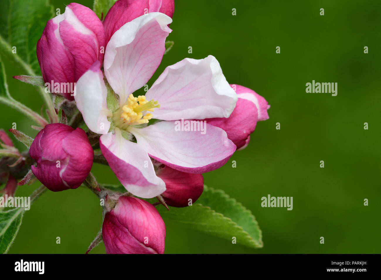 Bossom of nature hi-res stock photography and images - Alamy