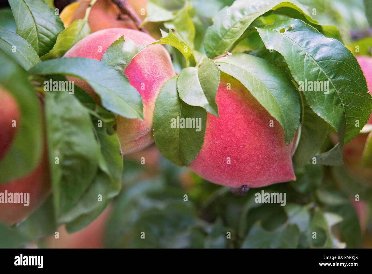 red haven peaches Stock Photo - Alamy