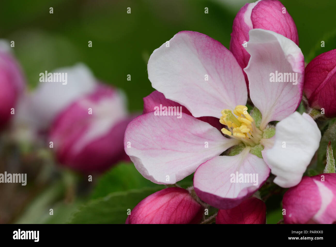 Bossom of nature hi-res stock photography and images - Alamy