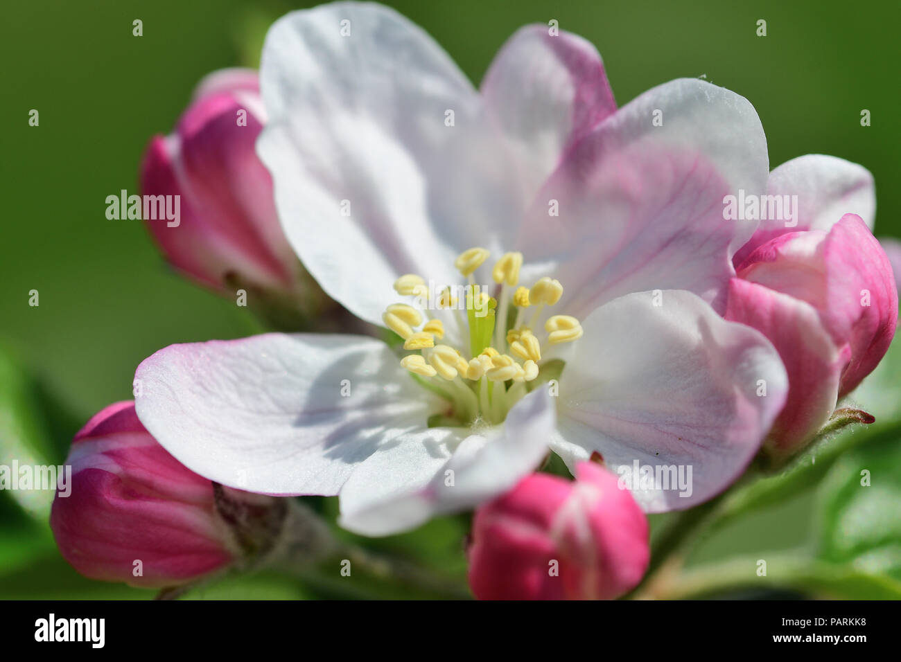 Bossom of nature hi-res stock photography and images - Alamy