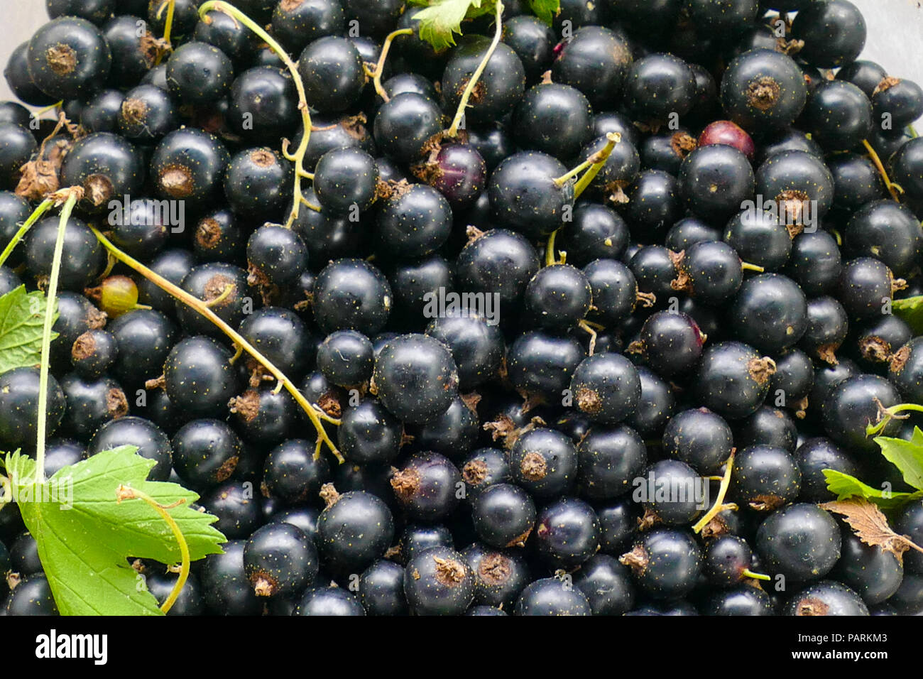 Black berry tree hi-res stock photography and images - Alamy