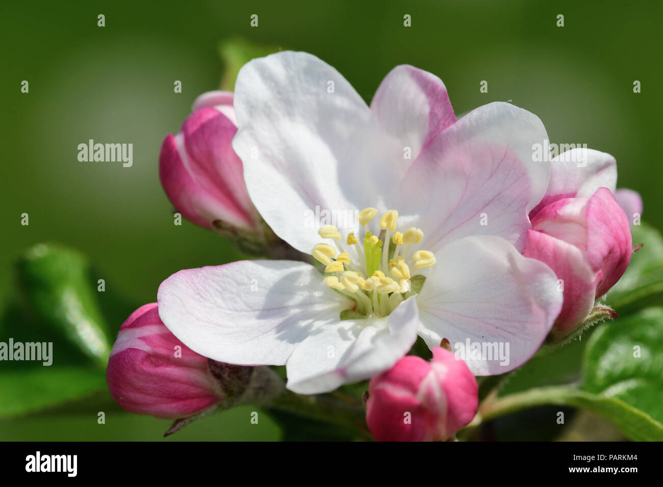 Green apple macro in selective hi-res stock photography and images - Alamy