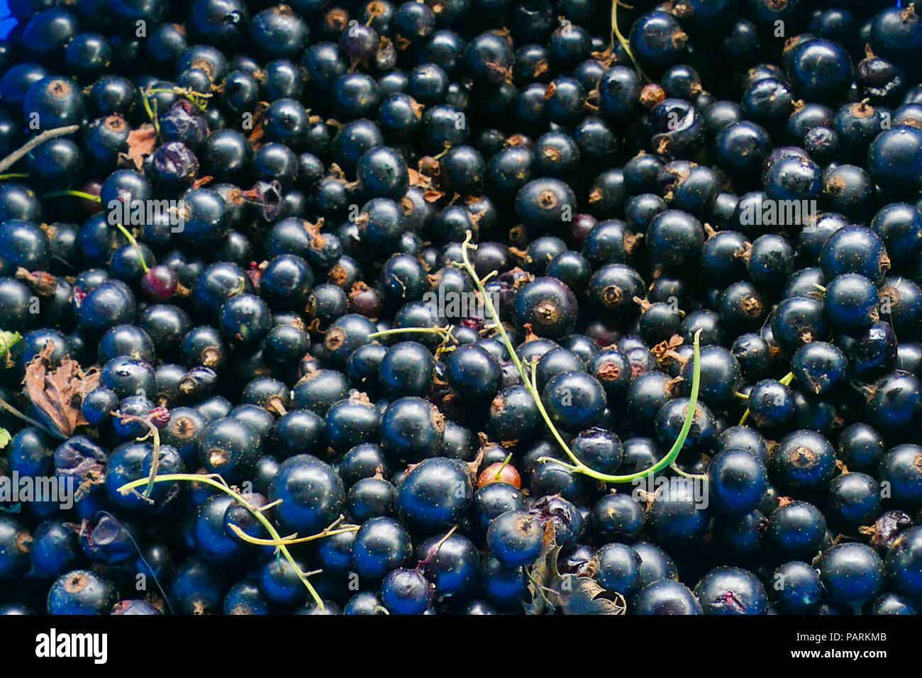 Currant tree hi-res stock photography and images - Alamy