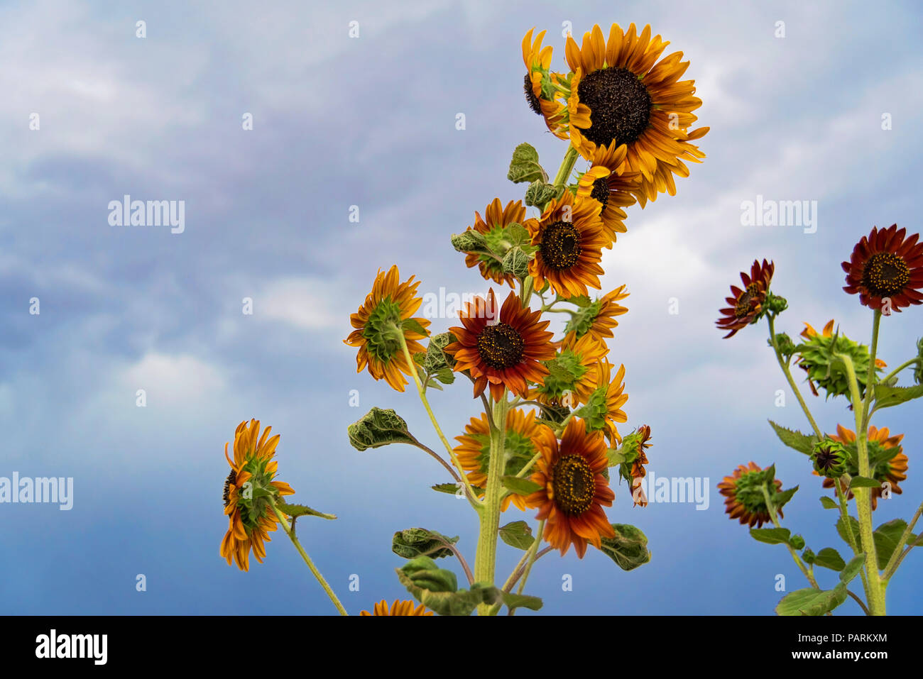Mammoth sunflower hi-res stock photography and images - Alamy