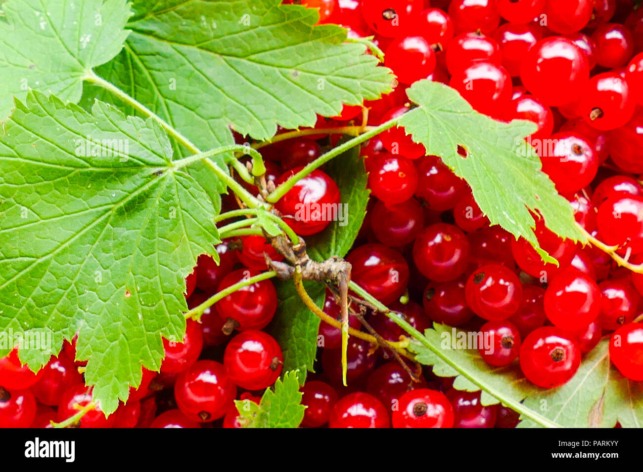 White currant blossom hi-res stock photography and images - Alamy