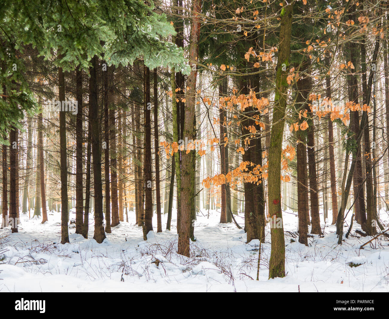 Winter forest with tree trunks and snow Stock Photo - Alamy