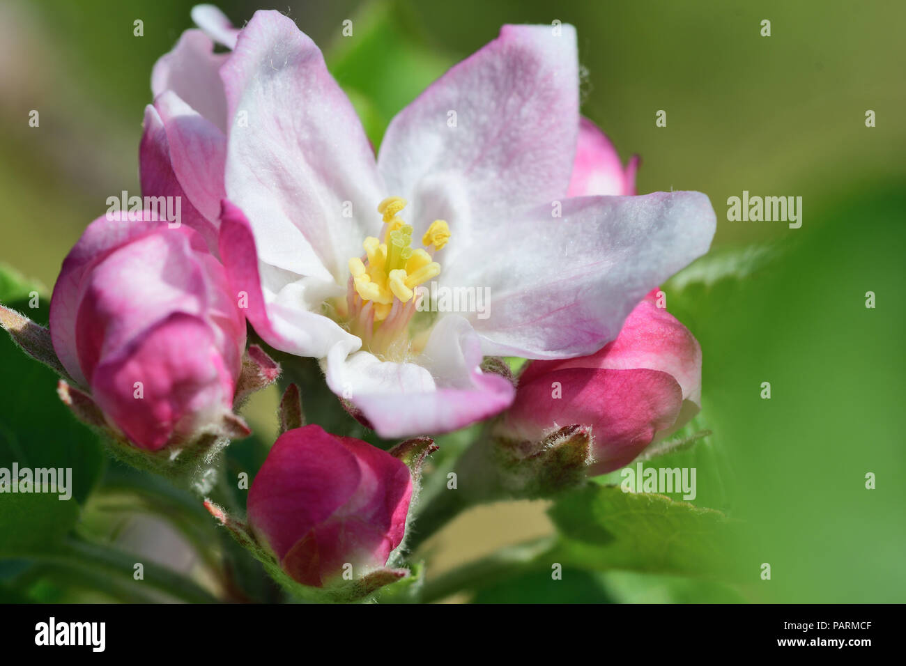 Bossom of nature hi-res stock photography and images - Alamy