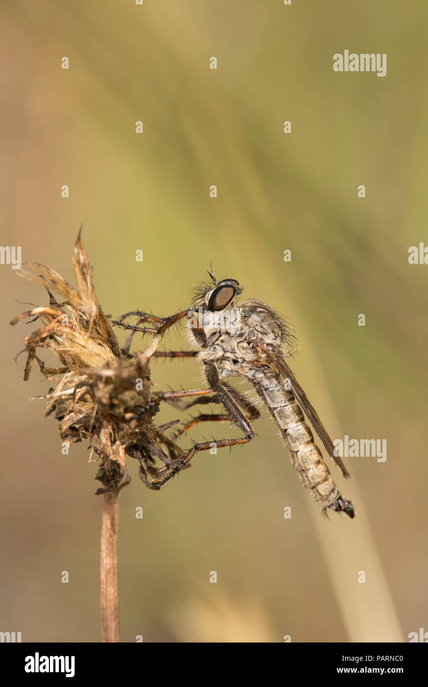 Robber fly UK Stock Photo - Alamy
