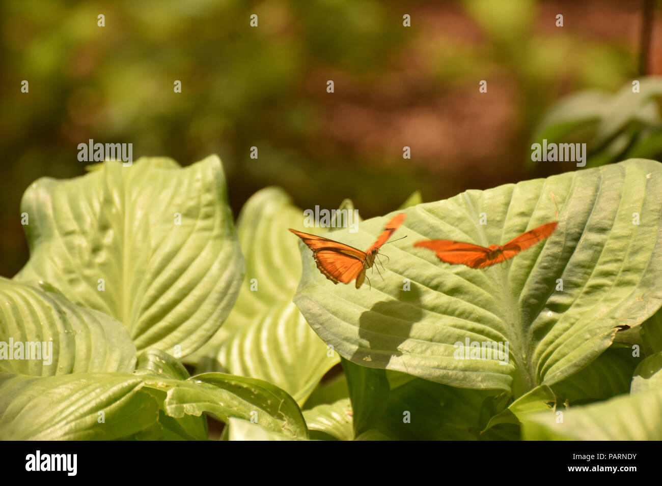 Two beautiful Julia butterflies flying off green leaves Stock Photo - Alamy