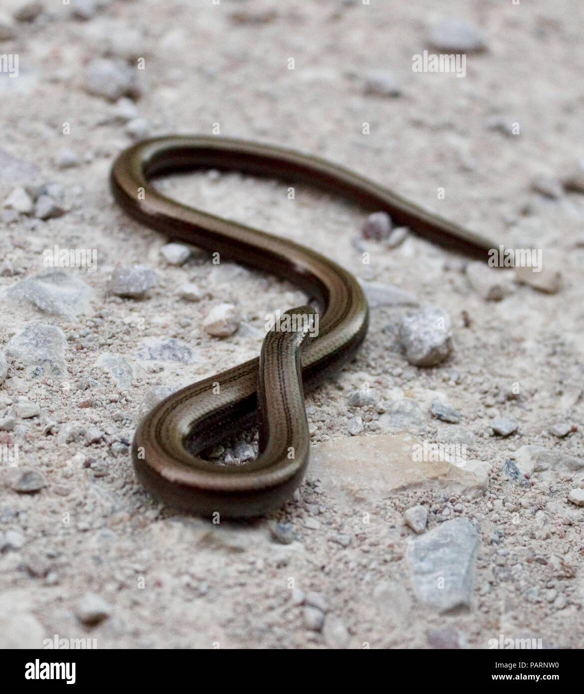 Light brown snake hi-res stock photography and images - Alamy