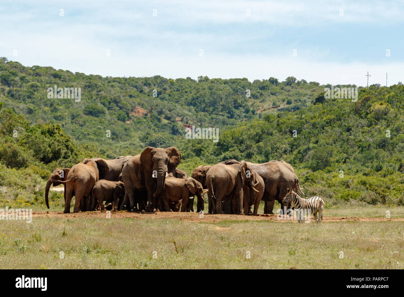 Elephants bunching together at the watering hole Stock Photo - Alamy