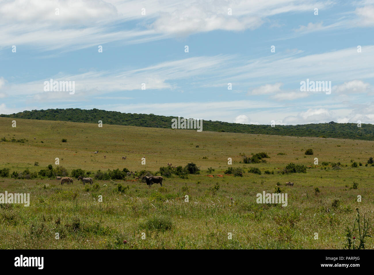 Open field with wild animals in a distance Stock Photo - Alamy